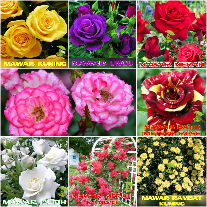 Jual 4butir-Benih Biji Bunga Mawar | Shopee Indonesia