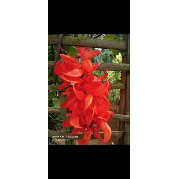 Jual Flame Of Irian & Bibit Tanaman Flame of Irian | Shopee Indonesia