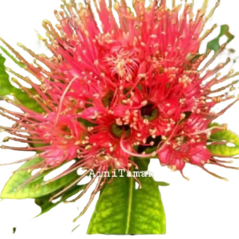 Jual Tanaman Hias Xanthostemon / Tanaman Hias hias Santos Lemon Bunga ...