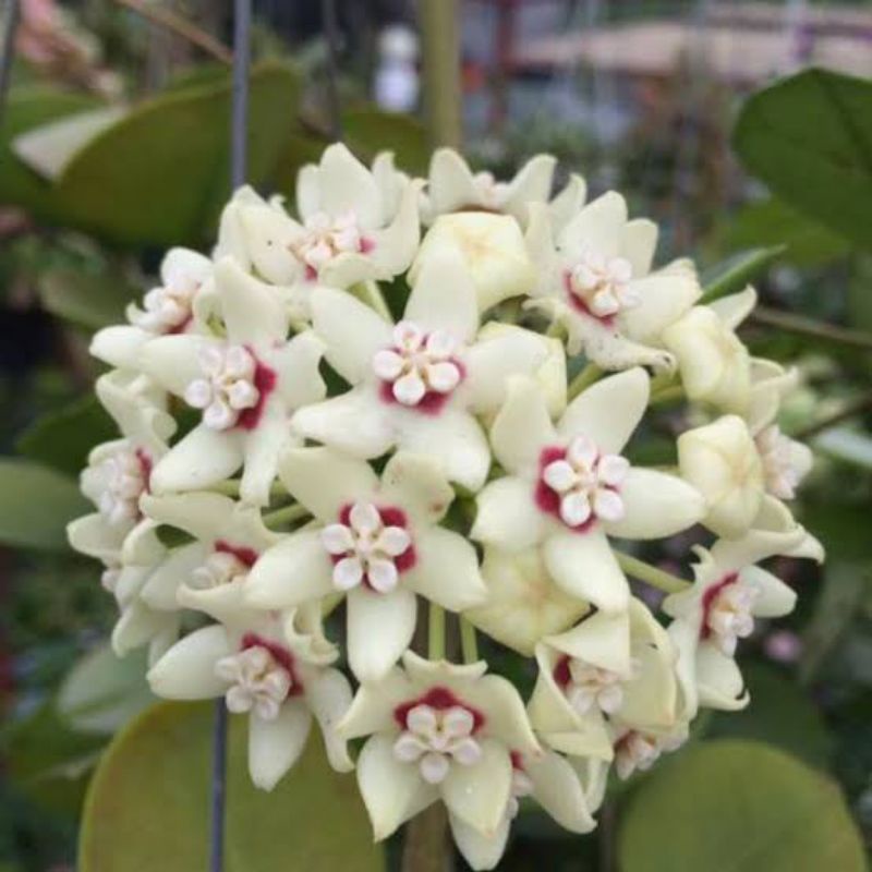 Jual Tanaman Merambat WANGI Bunga Hoya Putih (White Hoya) | Shopee ... Jual Tanaman Merambat WANGI Bunga Hoya Putih (White Hoya) | Shopee ...