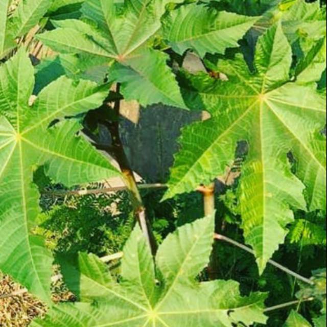 Jual Daun Jarak Kepyar Herbal Segar (5 Lembar) | Shopee Indonesia