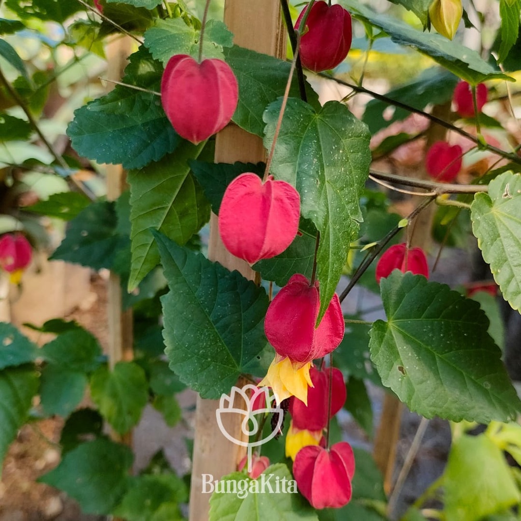 Jual BUNGA MERAMBAT CHERRYBELLE - LAMPION MERAH | Shopee Indonesia