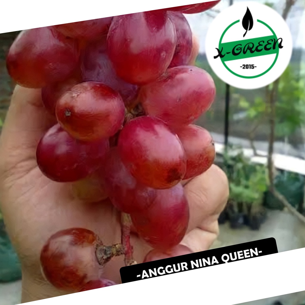 Jual Pohon Buah Anggur Import Nina Queen - (X-Green) | Shopee Indonesia