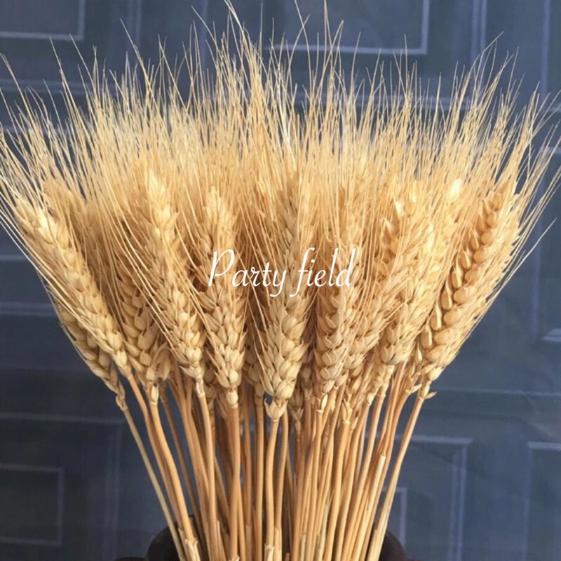 Jual [1BUNCH isi -/+ 50 BATANG] NATURAL WHEAT EAR DRIED / Bunga gandum ...