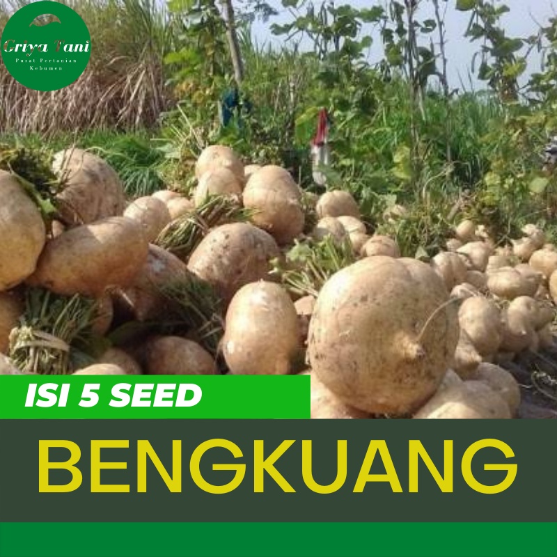 Jual Benih Buah Bengkoang Hibrida Bibit Bengkoang Hibrida | Shopee ...