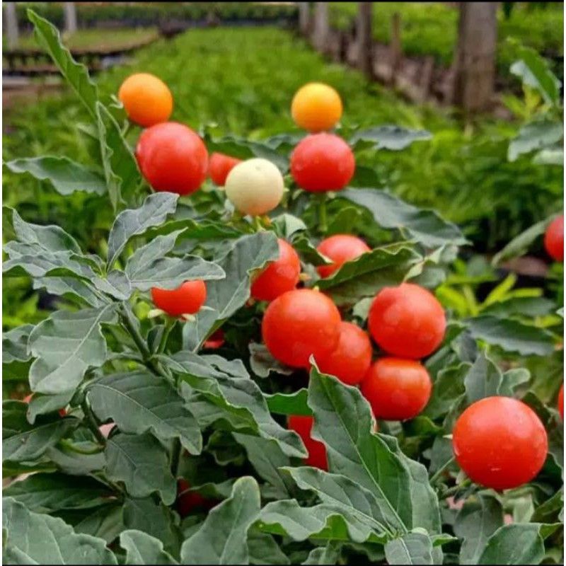 Jual cabe krismil/Lombok udel | Shopee Indonesia