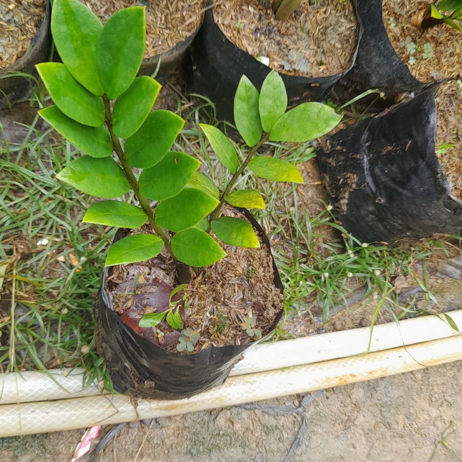 Jual Zamia plant / ZZ plant / tanaman dolar | Shopee Indonesia