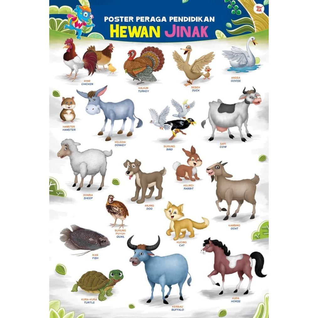 Jual POSTER PERAGA PENDIDIKAN HEWAN JINAK pN1125 | Shopee Indonesia Jual POSTER PERAGA PENDIDIKAN HEWAN JINAK pN1125 | Shopee Indonesia