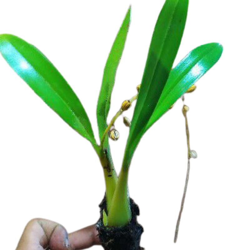 Jual anggrek ERIA HUTAN per batang | Shopee Indonesia