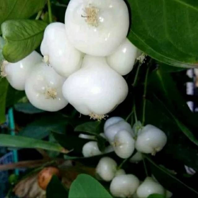 Jual Bibit tanaman jambu air kancing putih | Shopee Indonesia