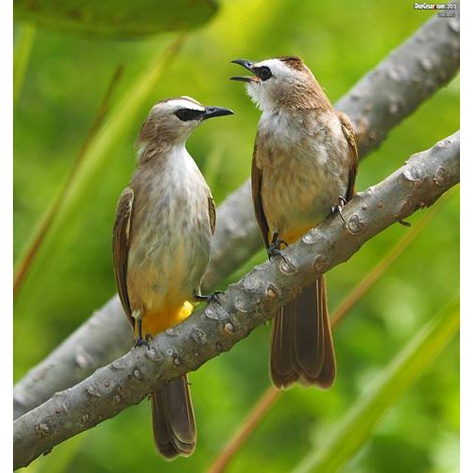 Jual Burung Trucuk Kebo Jatim | Shopee Indonesia