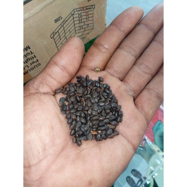 Jual paket hemat benih biji bunga vegetasi lebah dapat 9jenis biji ... Jual paket hemat benih biji bunga vegetasi lebah dapat 9jenis biji ...