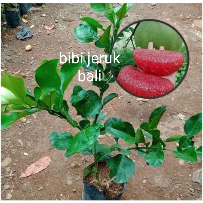 Jual bibit jeruk Bali (super besar buahnya juga banyak manfaatnya ...