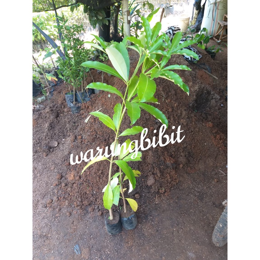 Jual Bibit Tanaman Pule Pandak - Pulai Tanaman Perindang - Herbal ...