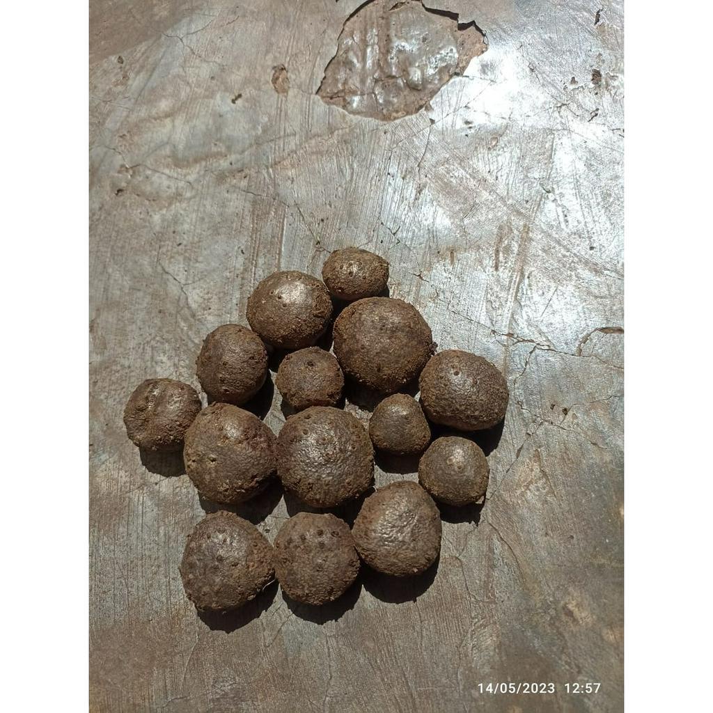 Jual bibit porang/bibit katak porang/bulbil porang 1 kg | Shopee Indonesia