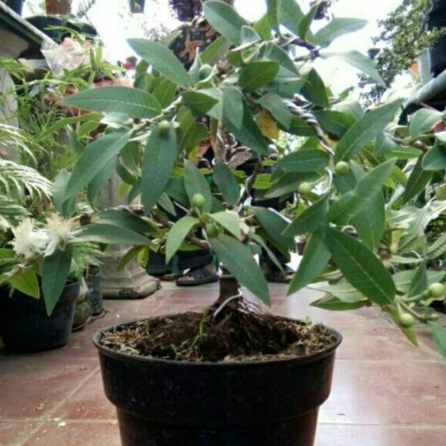 Jual Tanaman hias bonsai jambu peking atau jambu krikil | Shopee Indonesia
