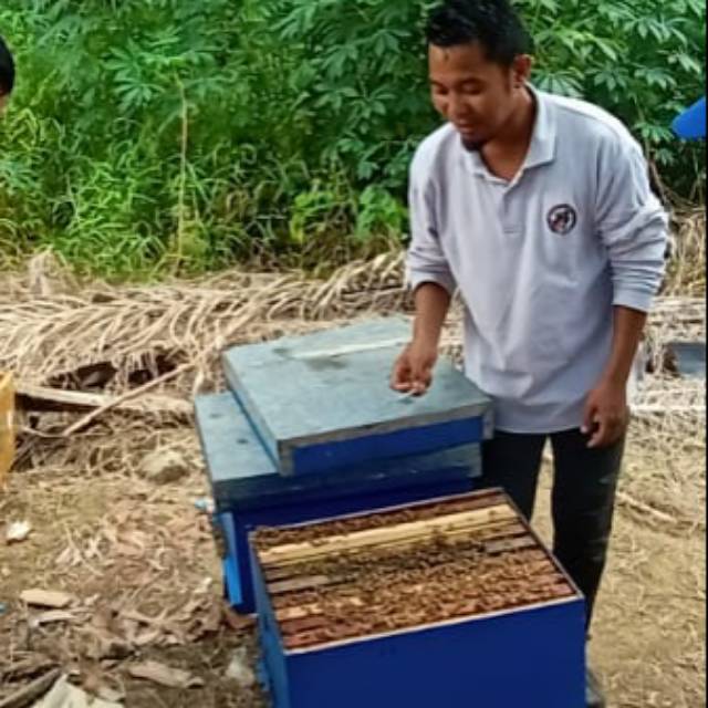 Jual Bibit Lebah Apis Mellifera | Shopee Indonesia