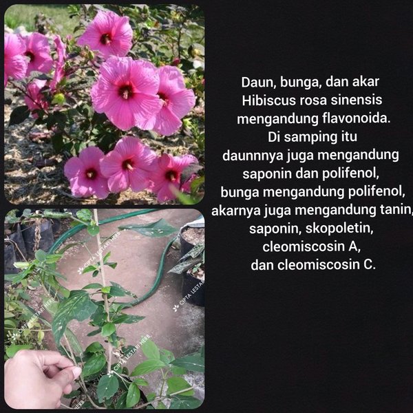 Jual Bibit bunga sepatu Hibiscus rosa sinensis kembang wera wora-wari ...
