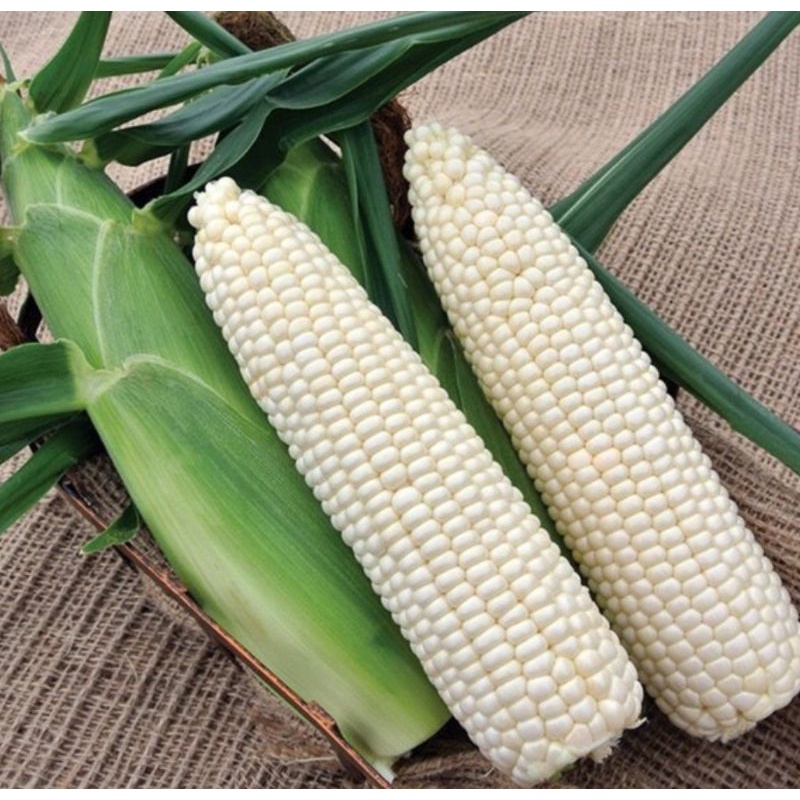 Jual benih JAGUNG PUTIH KUMALA F1 isi 3 biji | Shopee Indonesia