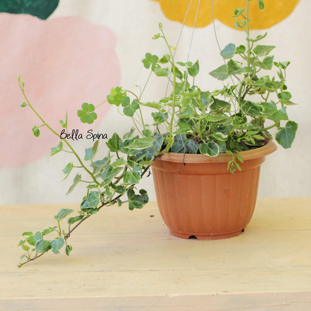 Jual Tanaman Hias Rambat English Ivy Hedera Helix Variegata | Shopee ...