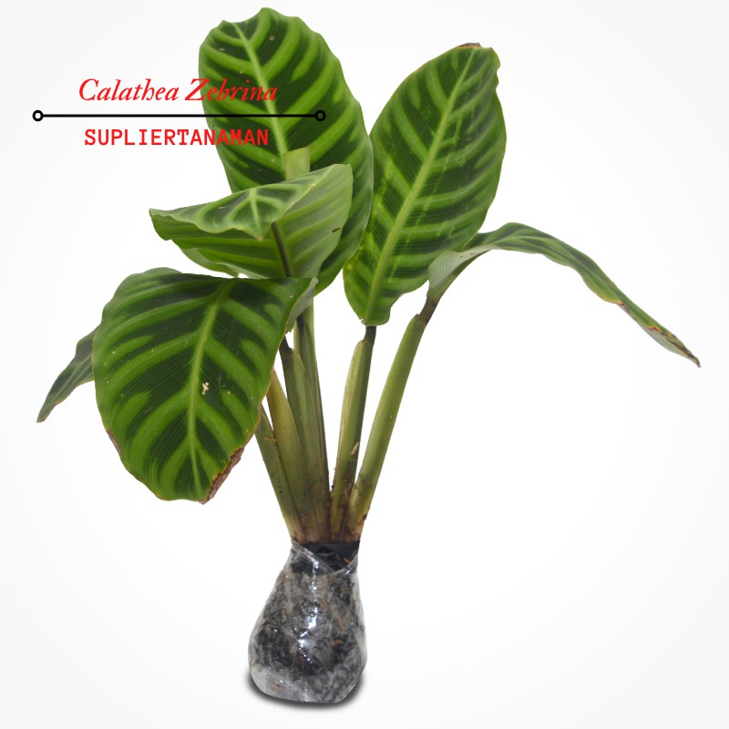 Jual Tanaman Hias Daun Calathea Zebrina ( Zebra Hijau ) | Shopee Indonesia