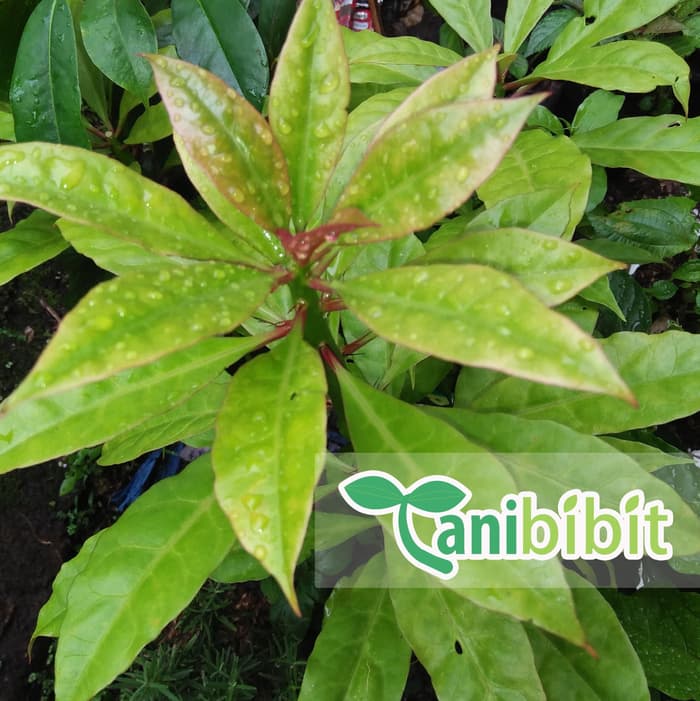 Jual Bibit Pohon Jarum Tujuh 7 Bilah - Tanaman Daun Obat Herbal ...