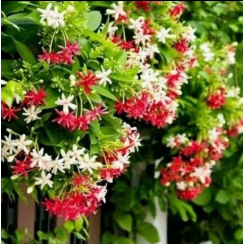 Jual Tanaman Hias Melati Belanda - Pohon Melati - Bunga Belanda ...