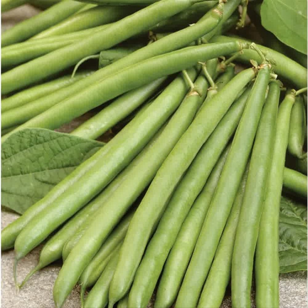 Jual ISI PAKET 12 Benih Buncis Putih Sayuran Unggul Berkualitas - Bibit ...
