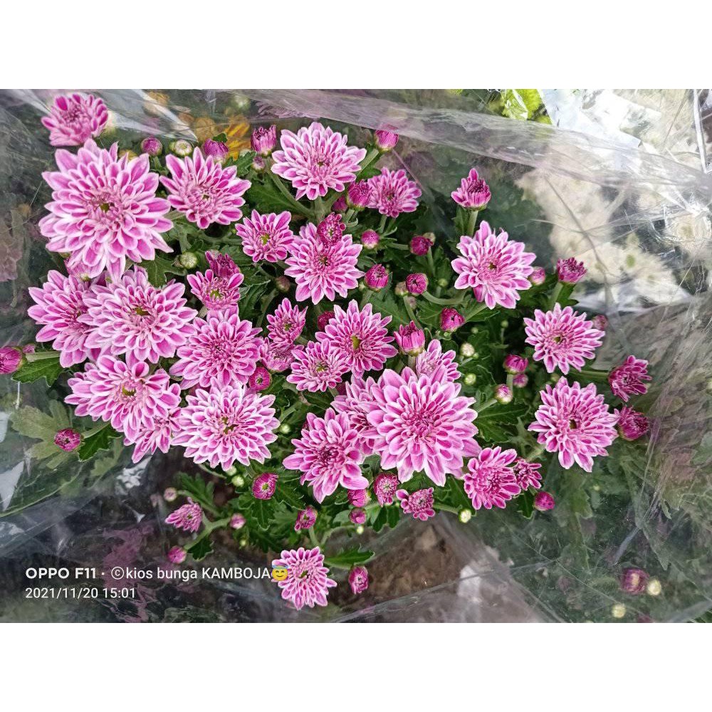 Jual Bunga Krisan Matahri (Kecil Bunganya) | Shopee Indonesia