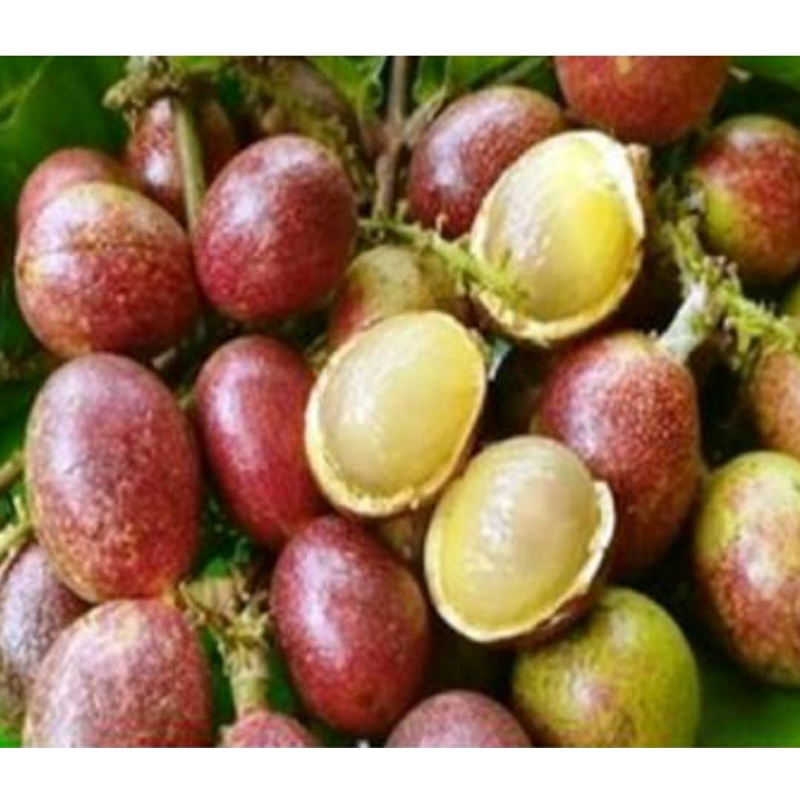 Jual Bibit Tanaman Matoa Merah | Shopee Indonesia