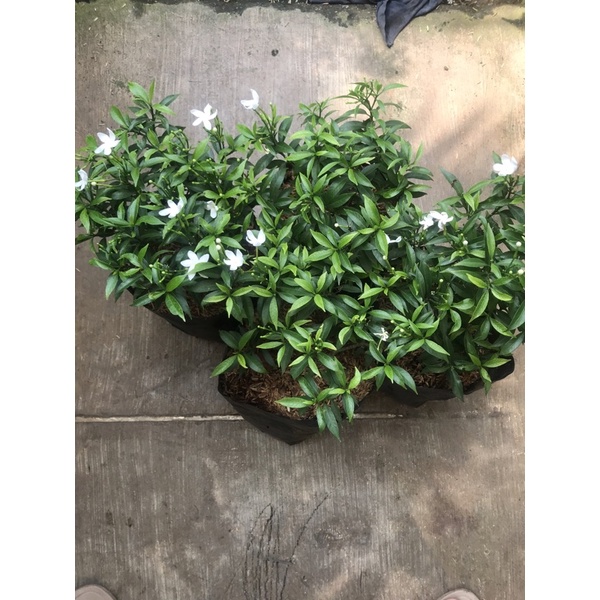 Jual Rombusa mini/Tanaman Outdoor | Shopee Indonesia