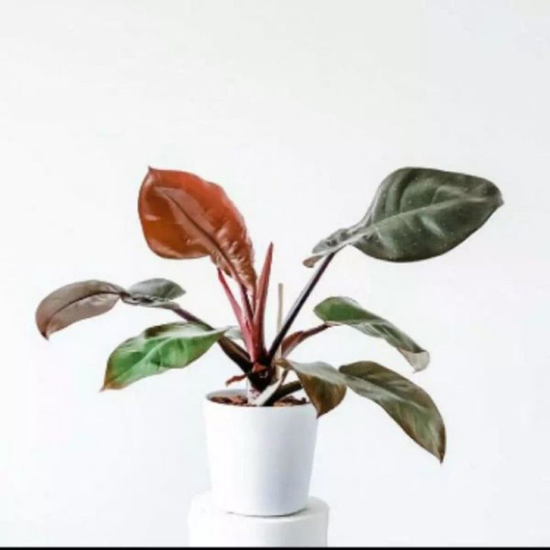 Jual tanaman hias pilo black cardinal | Shopee Indonesia