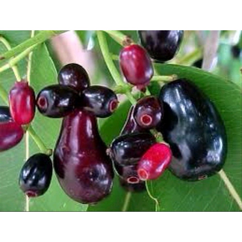 Jual 5 Biji Benih Jamblang | Shopee Indonesia