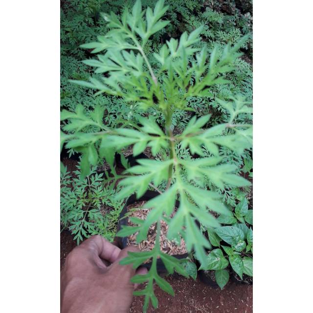 Jual Bibit Tanaman Kenikir - Pohon Daun Kenikir - Tanaman Ulam Raja ...