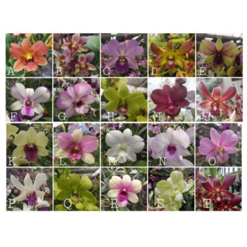 Jual ANGGREK DENDROBIUM BULAT REMAJA | Shopee Indonesia