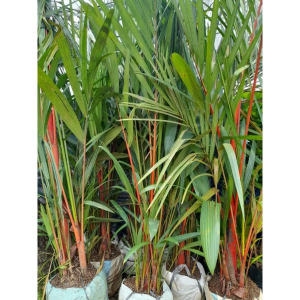 Jual Tanaman Bibit Palem Merah / Pinang Merah Cyrtostachys Renda uk ...