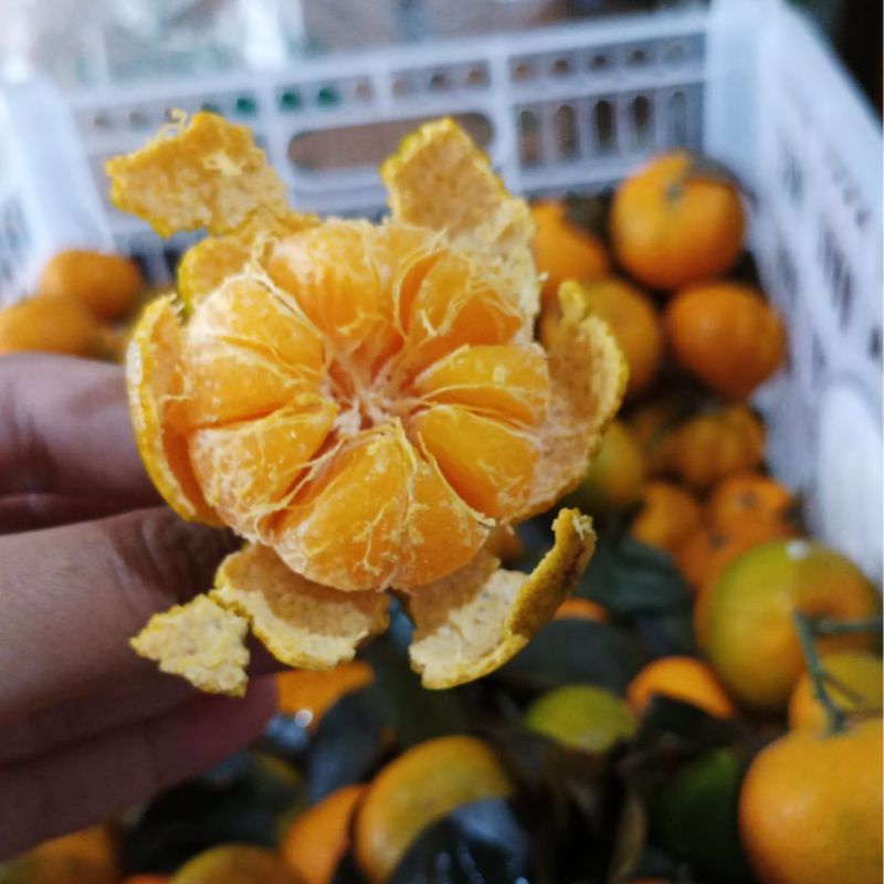 Jual Jeruk Santang Madu Manis Ga Ada Biji Jeruk Santhang Segar Buah Segar Bekasi 1kg Shopee