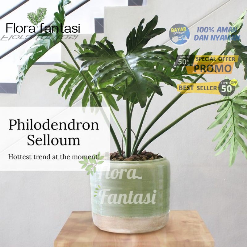 Jual PROMO!! Tanaman Hias Philodendron - Philodendron Selloum - Philo ...