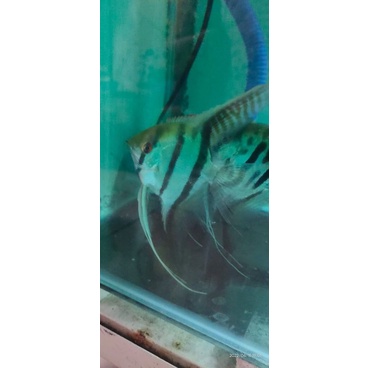 Jual ikan hias manfish altum size L | Shopee Indonesia