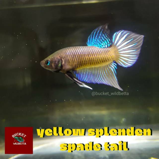 Jual Cupang splenden spade tail | Shopee Indonesia