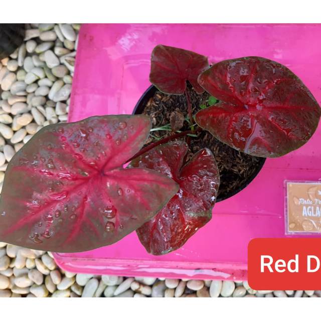 Jual Caladium red devil/tanaman hias/caladium | Shopee Indonesia
