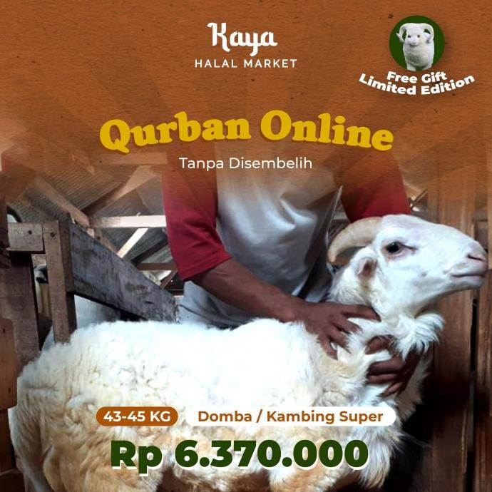 Jual HEWAN KURBAN KAMBING / DOMBA SUPER BERAT 43-45 KG - KAYA HALAL SDFVSD3546 | Shopee Indonesia