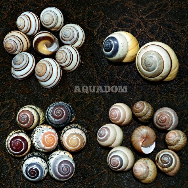 Jual CANGKANG ASPERITAS POLYMORPHA SHELL LAND SNAIL / SIPUT KEONG DARAT ...