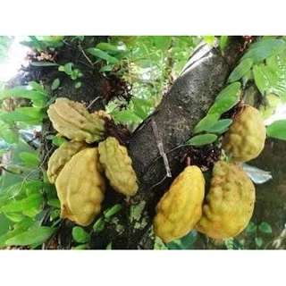 Jual Buah Loa Terlengkap & Harga Terbaru Mei 2024 | Shopee Indonesia