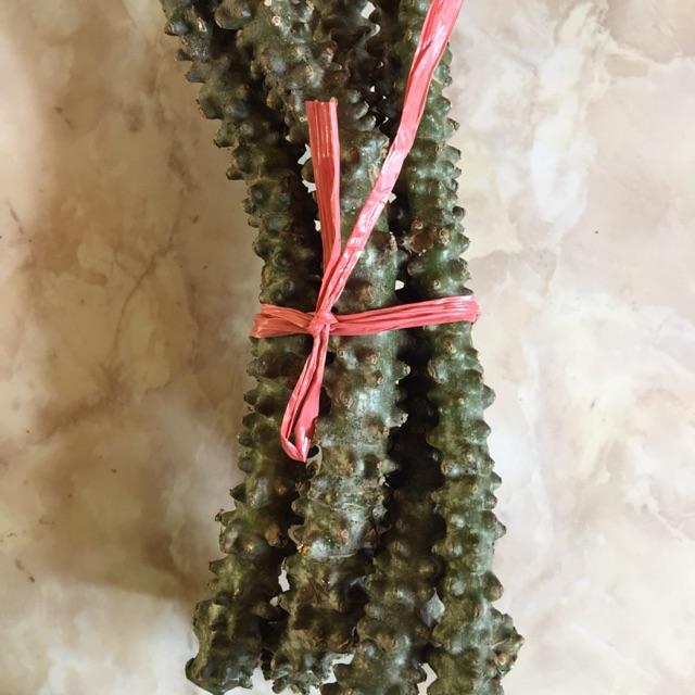 Jual Stek batang patrawali/brotowali 5 batang akar aliali | Shopee ...