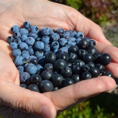 Jual IQF Frozen Fruit Wild Blueberry - Buah Beku Bluberi 1 kg (France ...