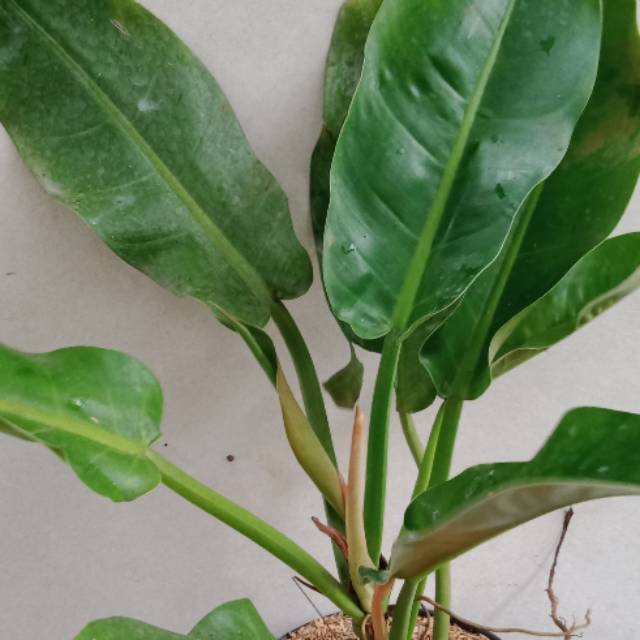 Jual Tanaman hias Dendron karet | Shopee Indonesia
