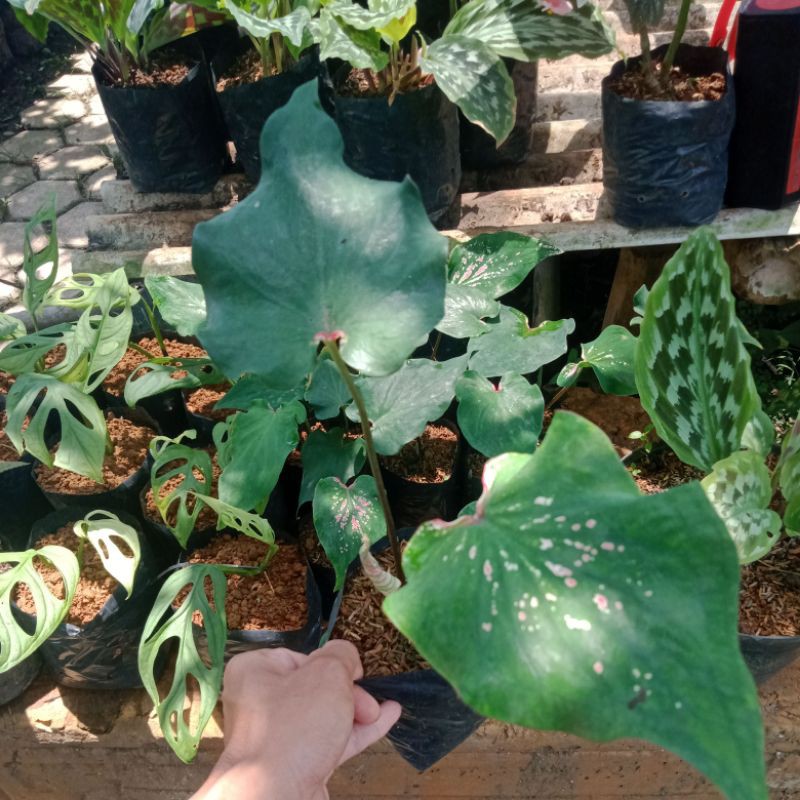 Jual Tanaman Hias - Lumbu Wayang | Shopee Indonesia