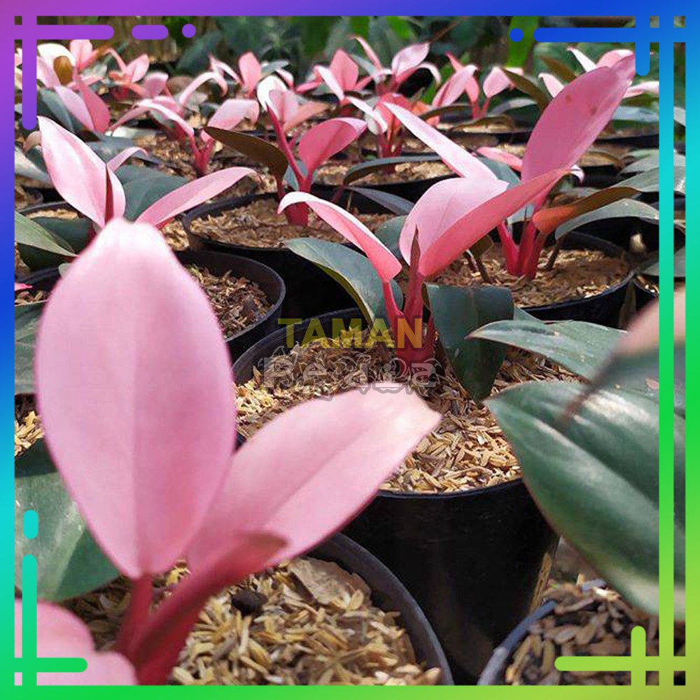 Jual Tanaman Hias Philodendron Pink Congo/ Philo Pink Kongo | Shopee ...