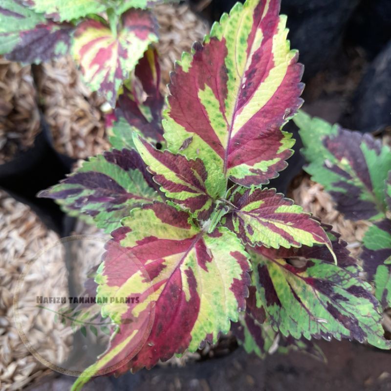 Jual Tanaman hias miyana batik string Tanaman Hidup-,Bunga Hidup Murah ...